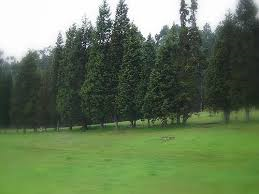 Bosque de Pino Encinoᅝᅝᅝᅝ: 2015