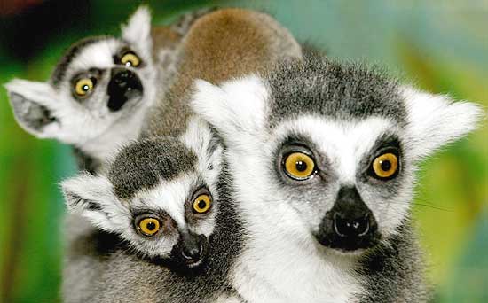 Il mondo in un giardino: Il paradiso dei lemuri