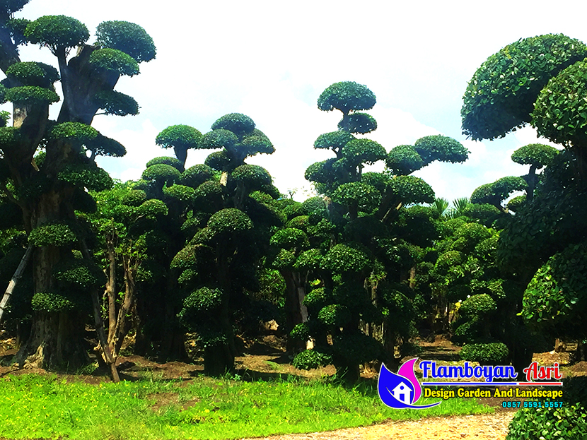 Jual Pohon Bonsai Serut Harga Murah - TUKANG TAMAN SURABAYA