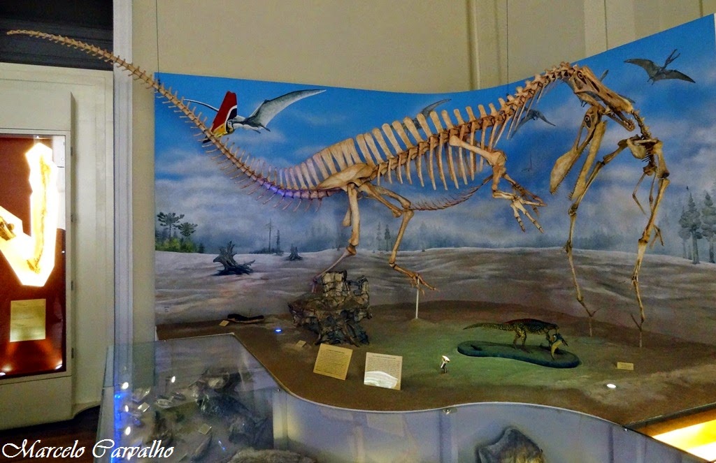 Angaturama | Ikessauro