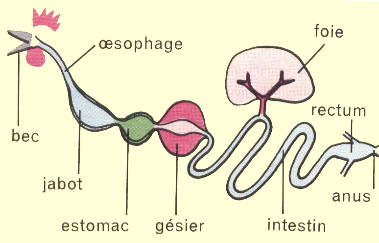 DES COULEURS DANS LA BOUCHE: Digestion d'une poule