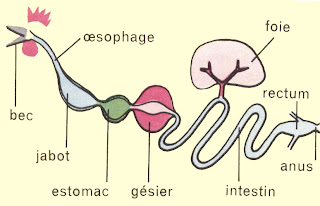 DES COULEURS DANS LA BOUCHE: Digestion d'une poule