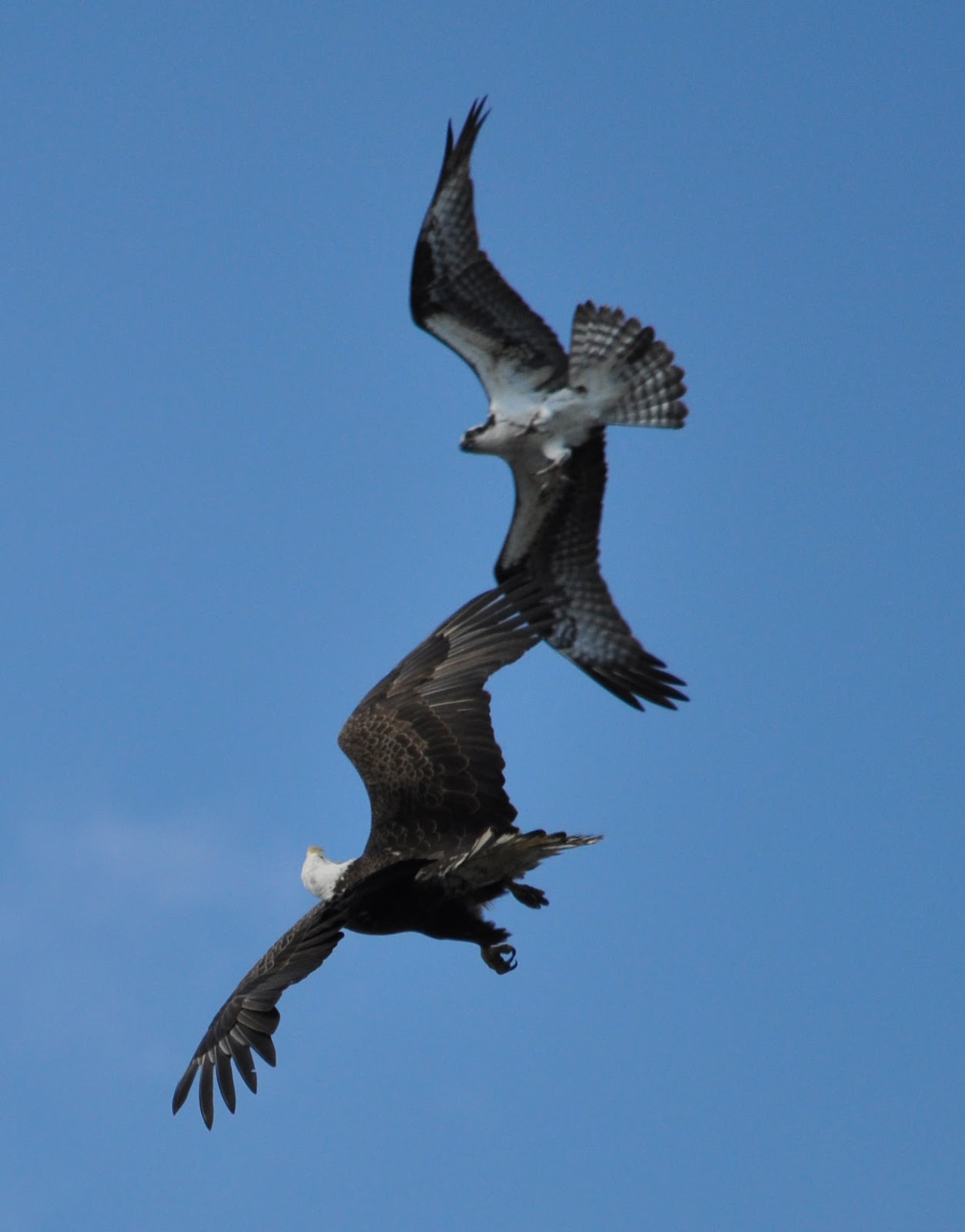 Superoceras: Wildlife Photography