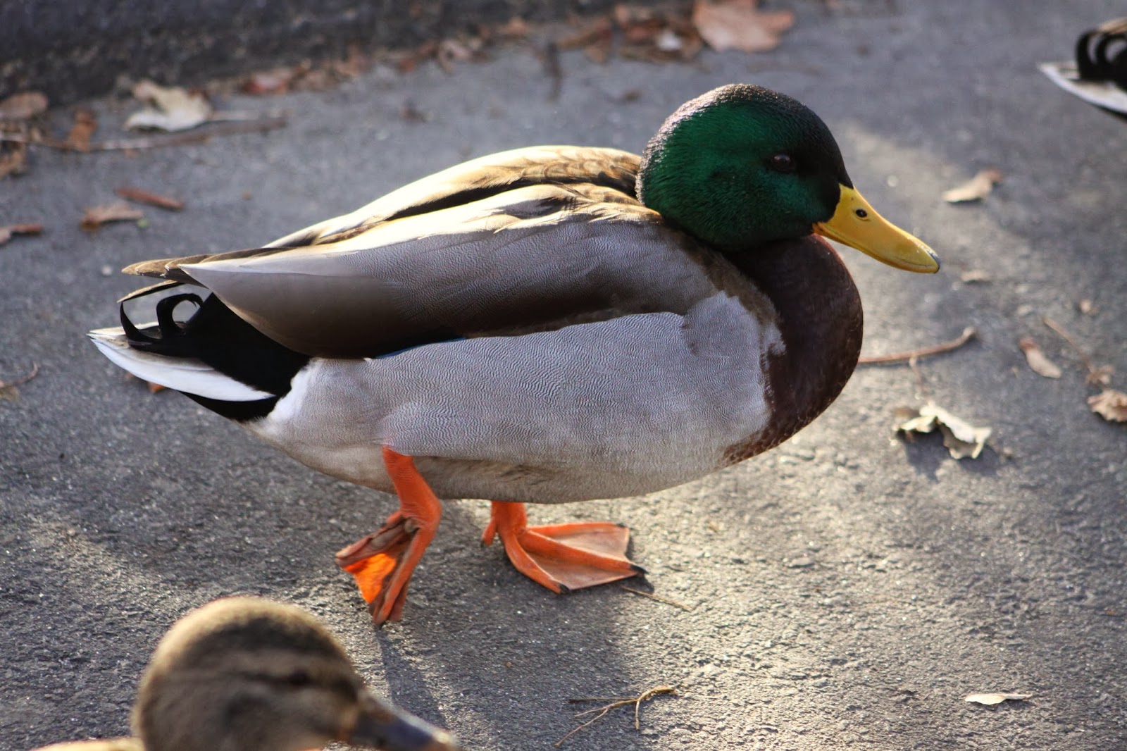 Fun with Mallards - Riverside Park, Westbrook ME