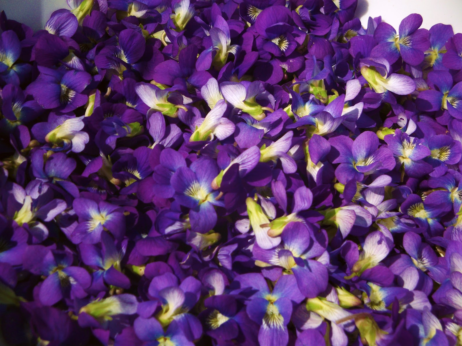 The Life of a Novice!: Medicinal Wild Violets