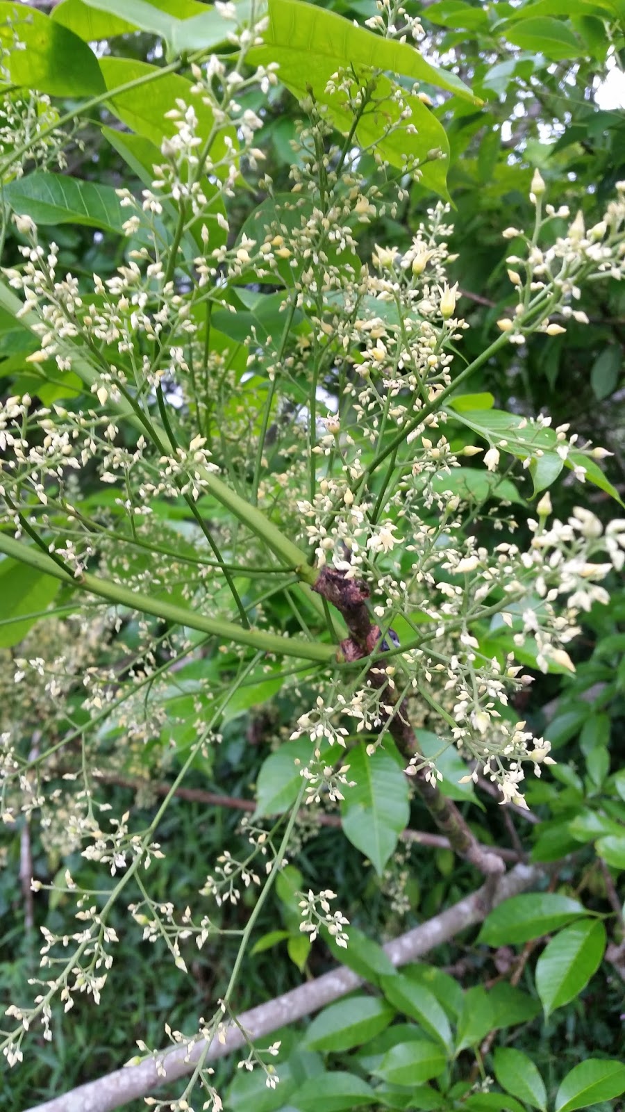 Warisan Petani: WW 32 : Bunga Pokok Getah