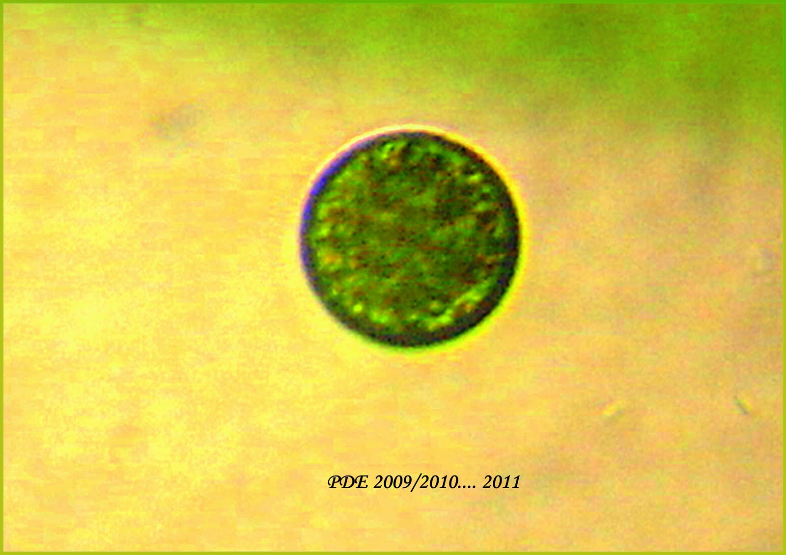 Cultivo de Microalgas em Fotobiorreatores: Gênero Asterococcus ...