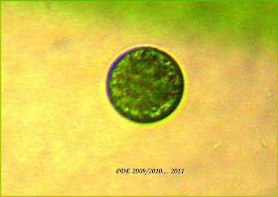 Cultivo de Microalgas em Fotobiorreatores: Gênero Asterococcus ...