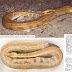 Species New to Science: [Herpetology • 2011] Python kyaiktiyo | งูหลาม ...