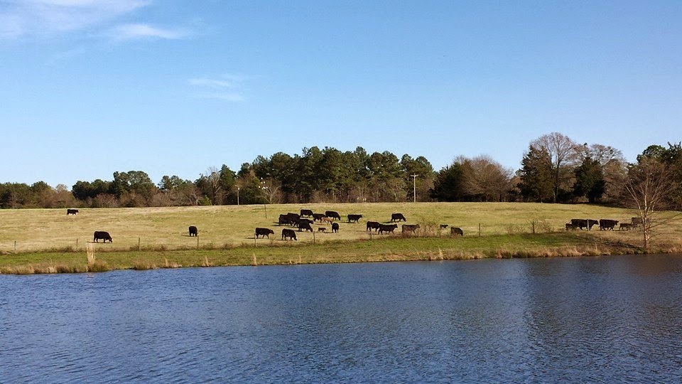 Cooking With Mary and Friends: Seldom Rest Farm - 100% Grass-Fed Angus Beef