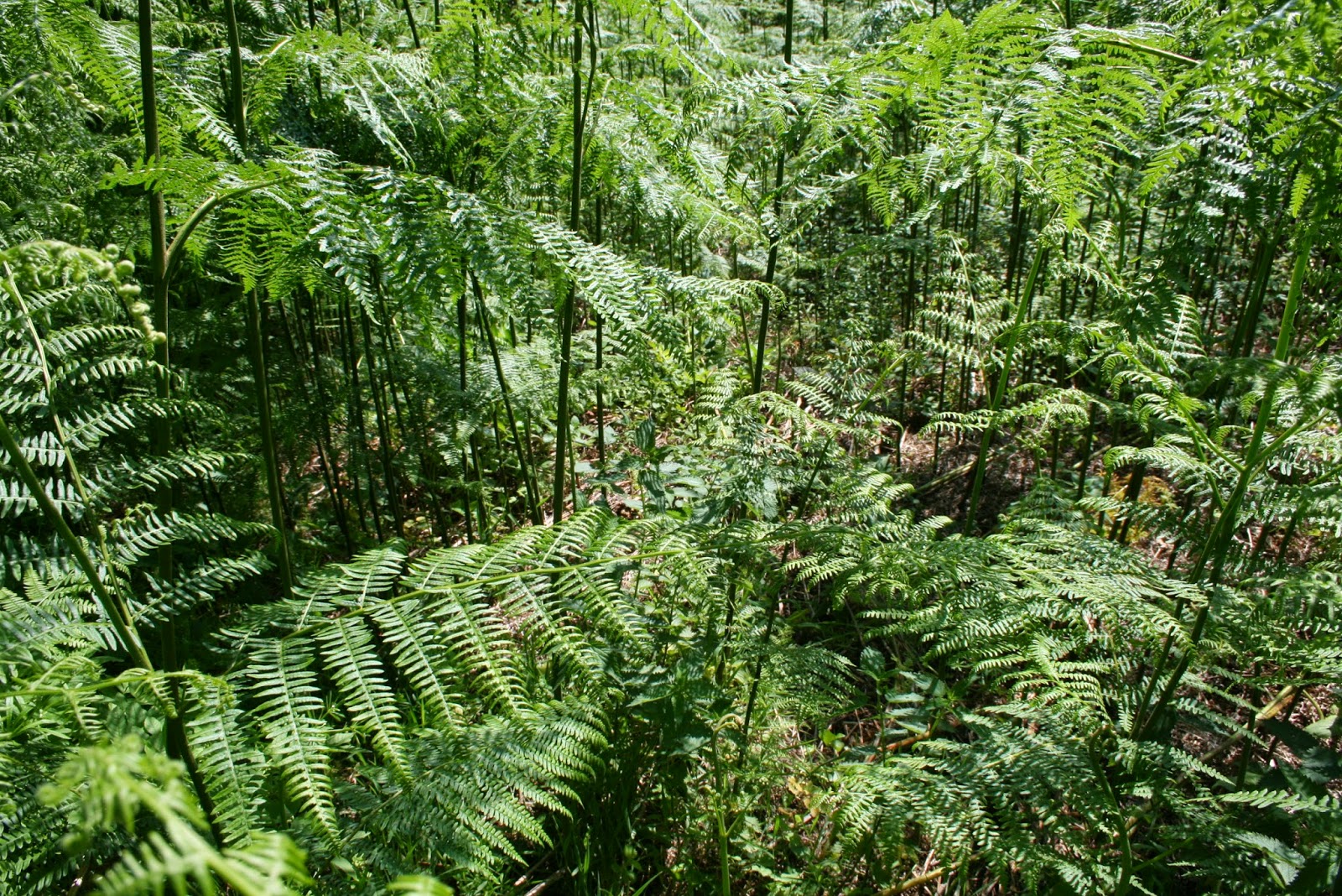 Les fougères, des plantes primitives