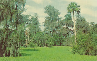 Vintage Travel Postcards: Corkscrew Swamp Sanctuary - Immokalee, Florida