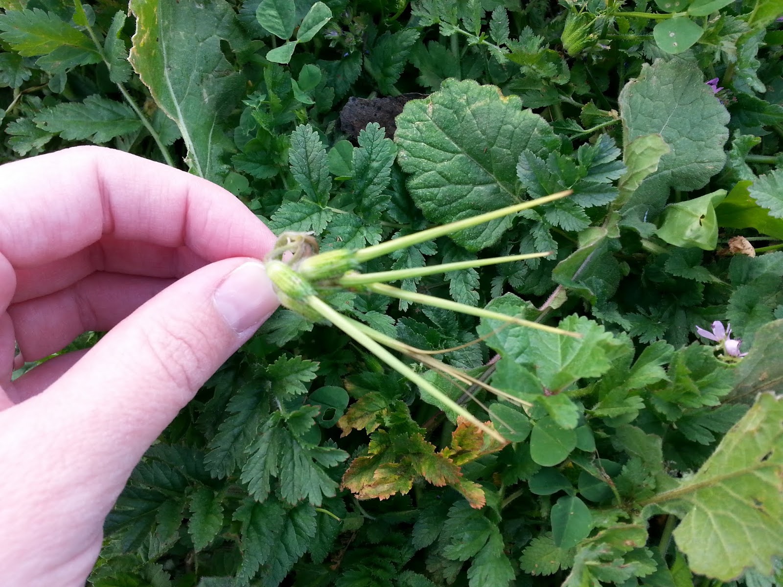 Joyous Lessons: Nature Notes :: Filaree Seeds