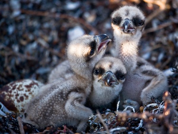 Photos: baby osprey chicks