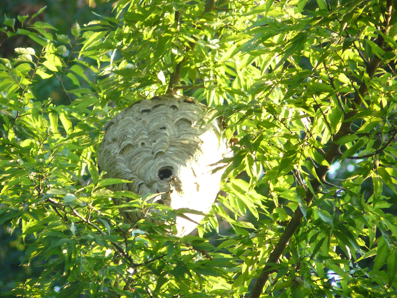 LifeLookLens: The Itsy Bitsy Spider & The Hornet Hive