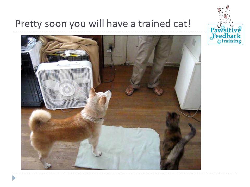 Pawsitive Feedback's Dog Blog - www.pawsitivefeedback.com: How to teach ...
