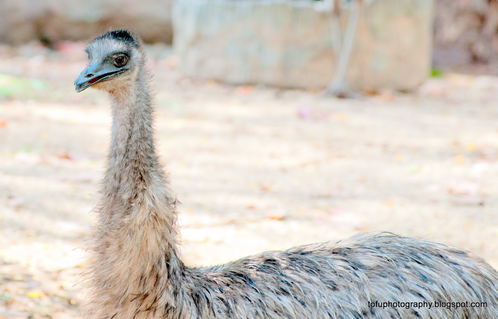 Tofu Photography: Emu bird