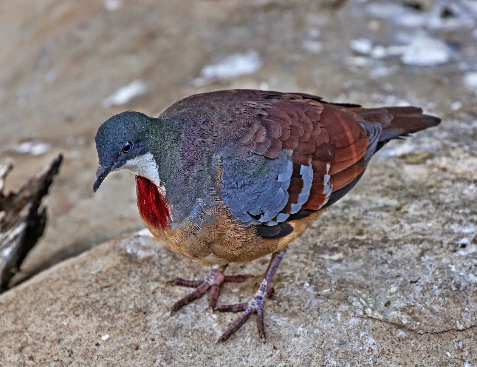 BLEEDING HEART DOVE photos - wallpapers | the fun bank