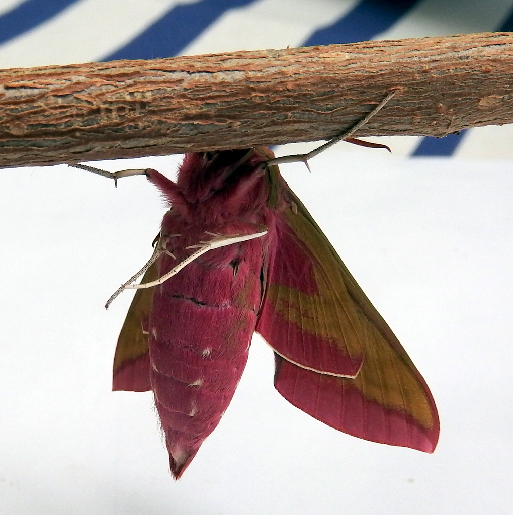 LE MONDE DE SHUKI : Envol du GRAND SPHINX DE LA VIGNE