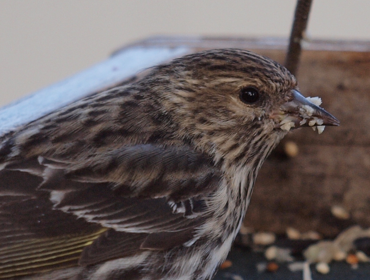 Birding Is Fun!: Pine Siskin & Lesser Goldfinch