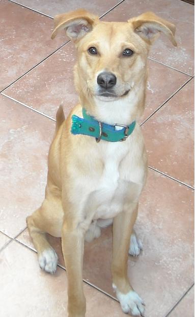 Adoptándonos: Lindo perro cachorrón de color crema con botitas blancas ...