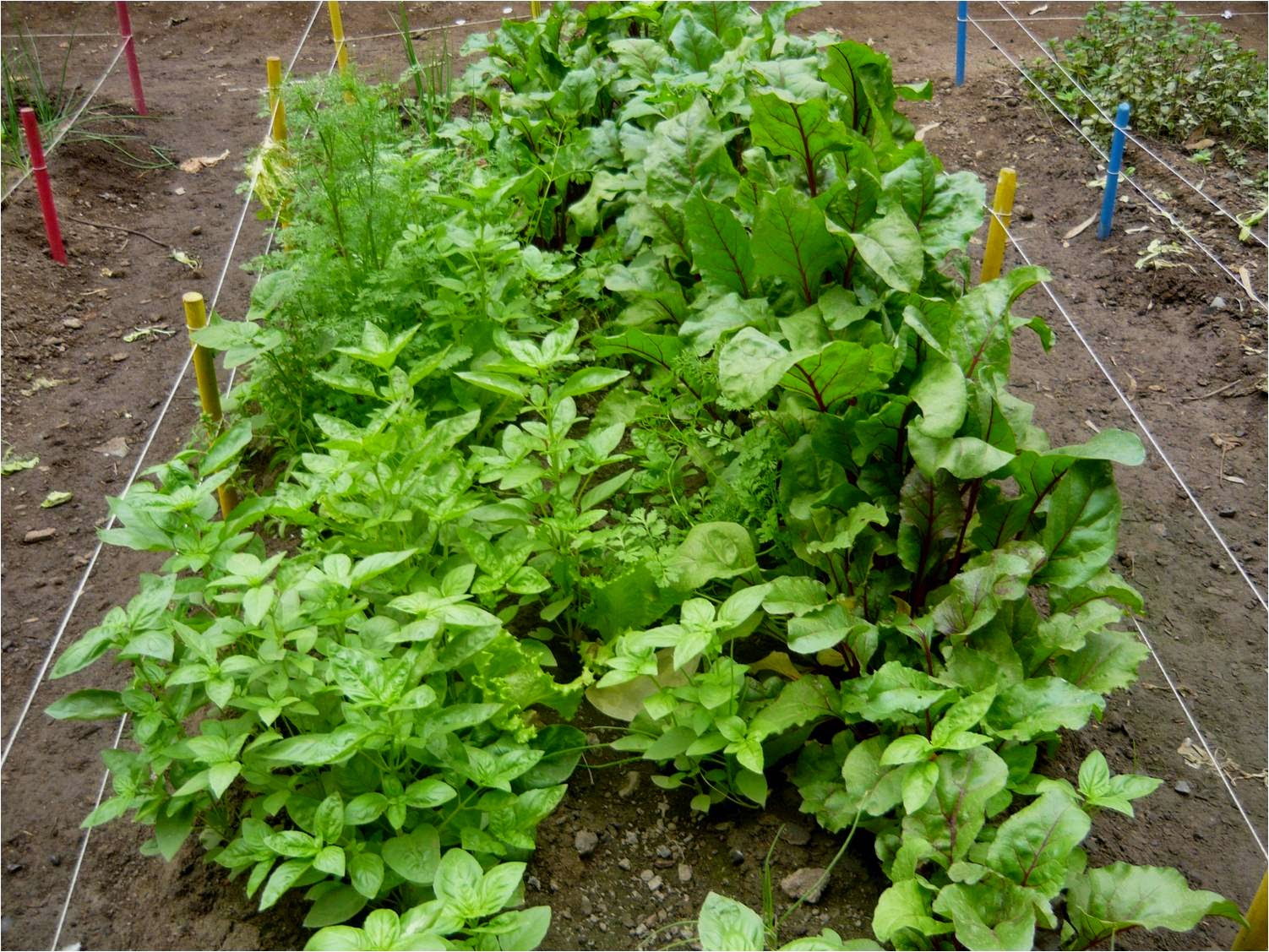 ALTERNATIVA ECOLÓGICA: CRITERIOS PARA LA ELECCIÓN DE LA HORTALIZA A ...