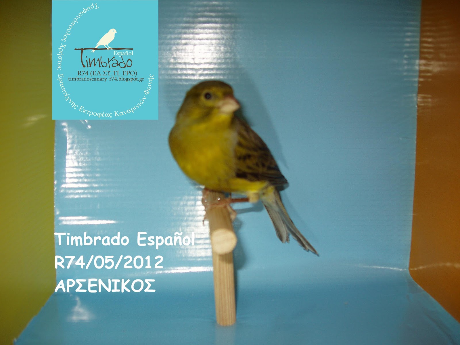 Timbrado Español Original - The Spanish song canary - Ισπανικό καναρίνι ...