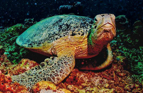 Derawan Festival and Sail Komodo 2013