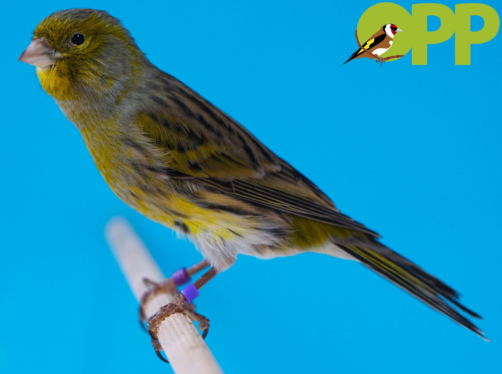 Les oiseaux / O.P.P.: février 2016