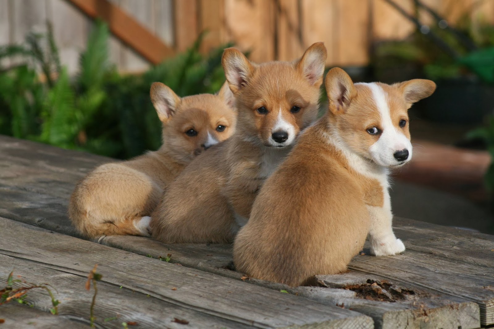 The Peerless Prognosticator: Cheerless Talks Fancystats