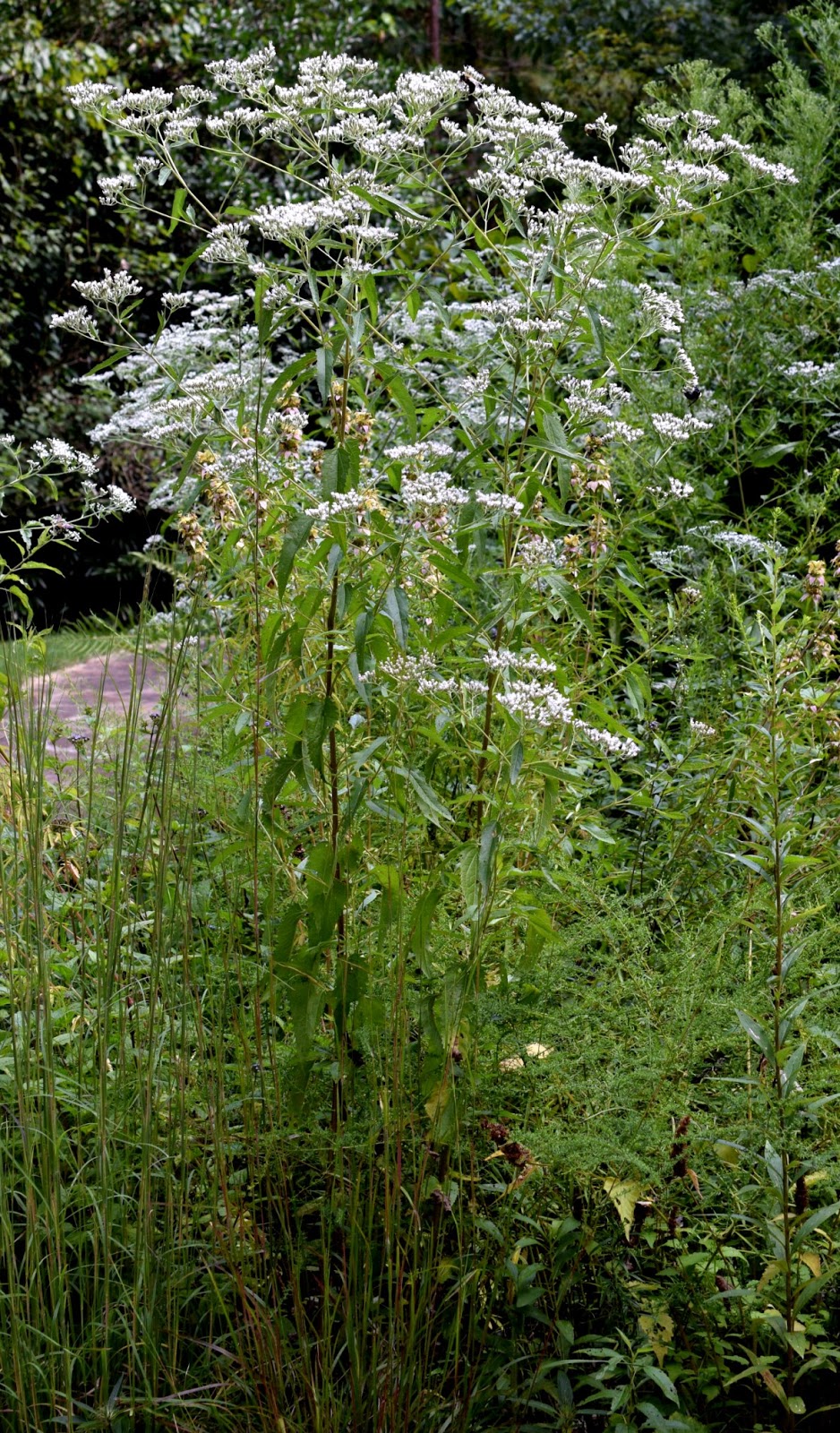 Using Georgia Native Plants: Useful Eupatoriums