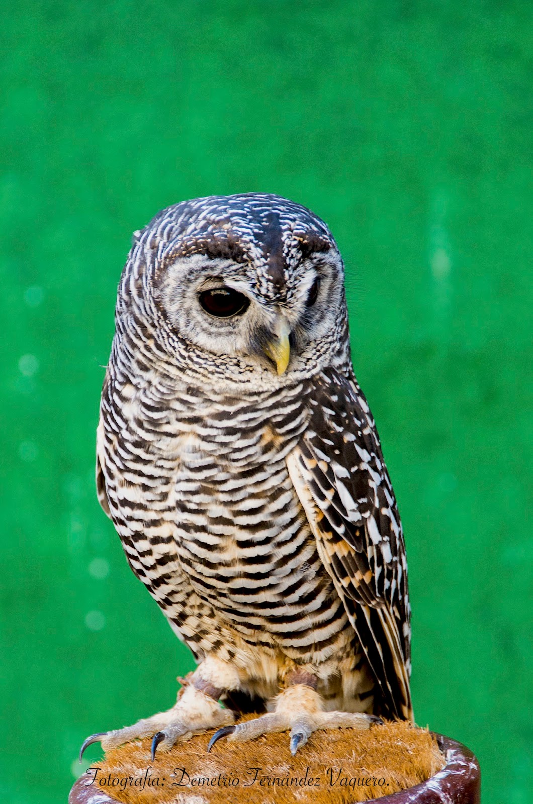 3 clases de búhos - 4 fotografías | Fotografía Demetrio Fernández