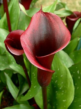 FLORILE SUFLETULUI MEU ! | Anitanna's Blog la Cafeneaua "Trandafirul rosu"