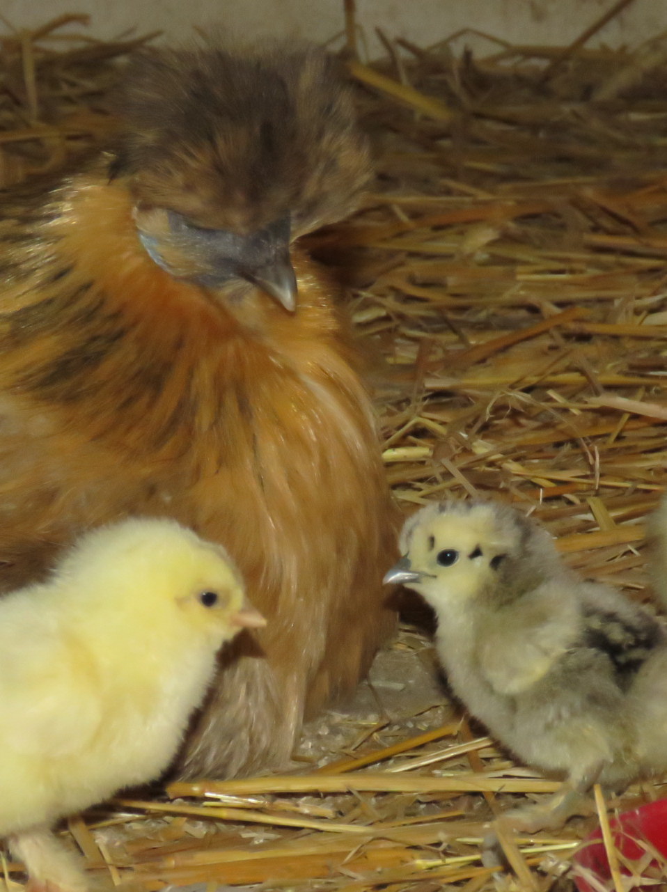 Hobbydyrenes blog: Høns og kyllinger