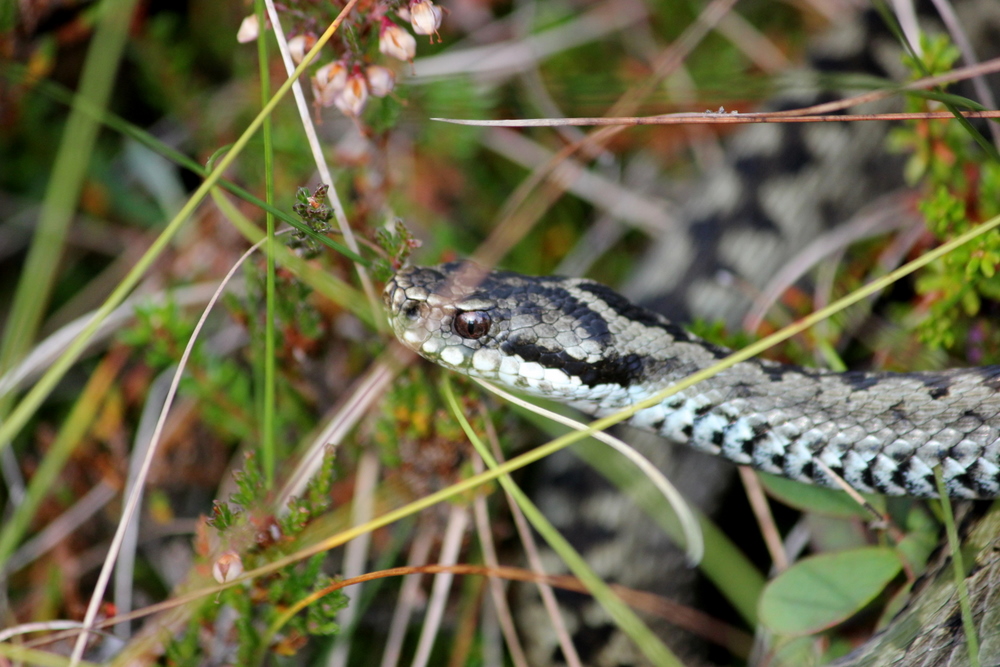 Fjällripans blogg: En liten huggorm på myren...