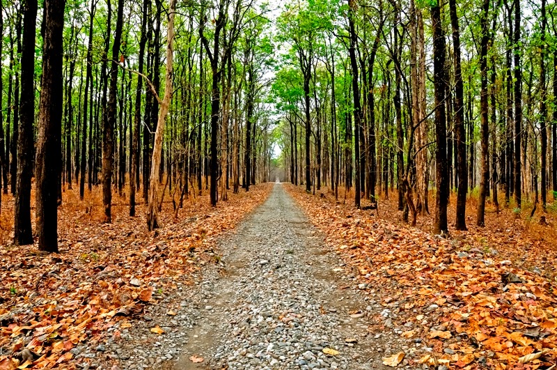 Natureram: Dooars Forests