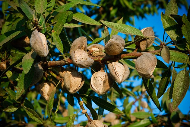 DIÁRIO COM A NATUREZA: 18 DE JUNHO - AMENDOEIRA - AMÊNDOA - SEMENTE ...