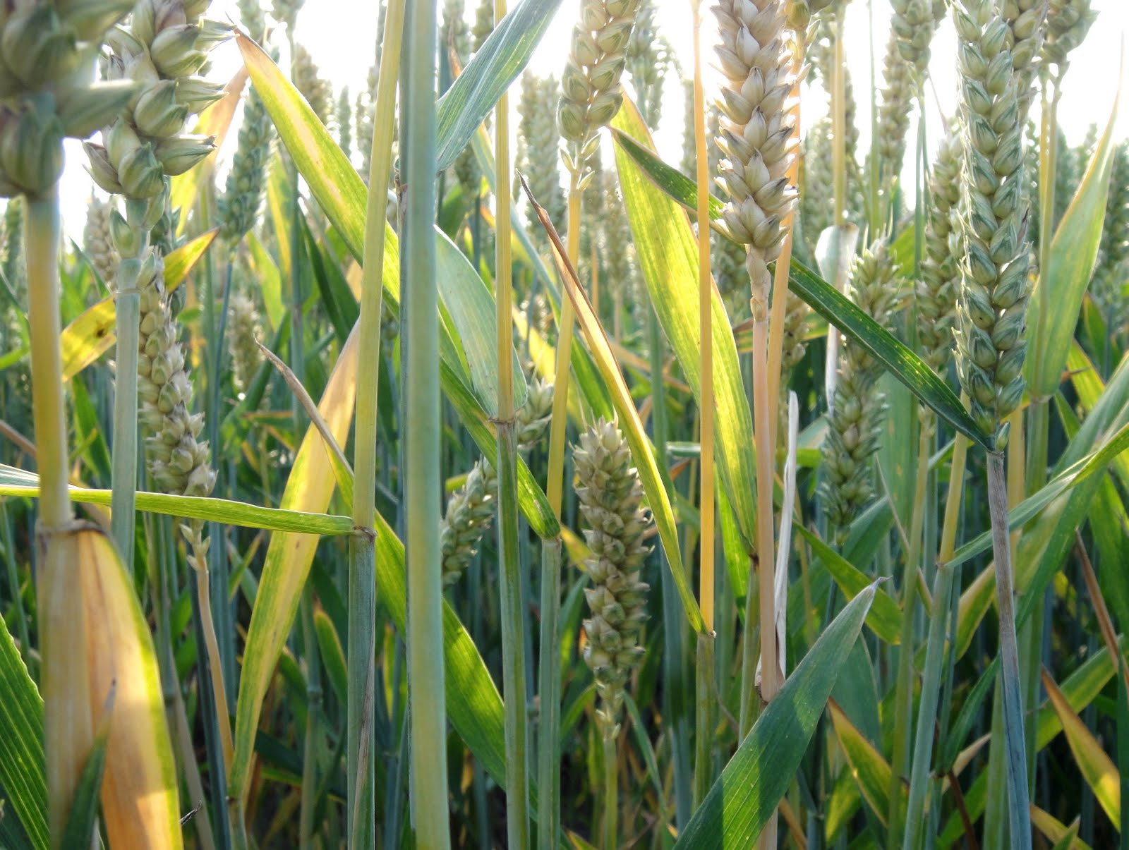 Het is gezien ...: Graan