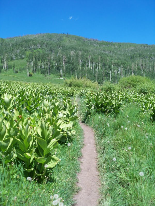 Trail and Park Reviews: Lower Cataract Lake Loop/Creek, North of ...