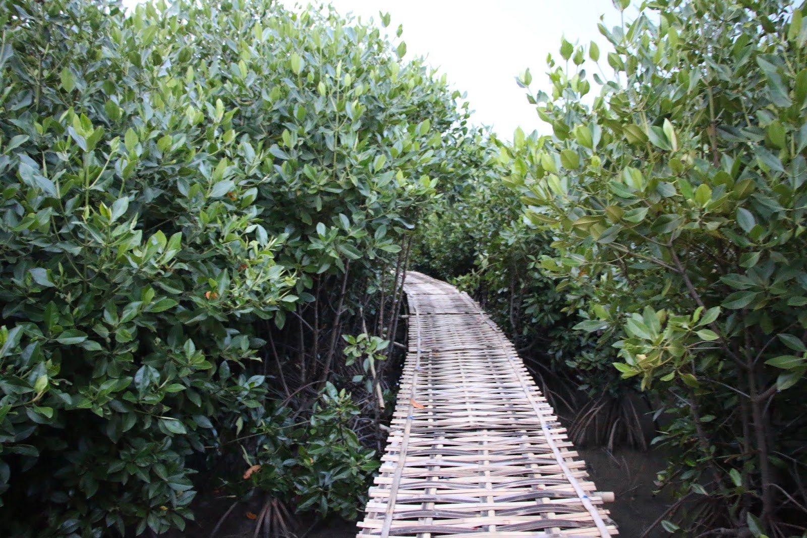 Hutan Mangrove Pantai Tiris Indramayu