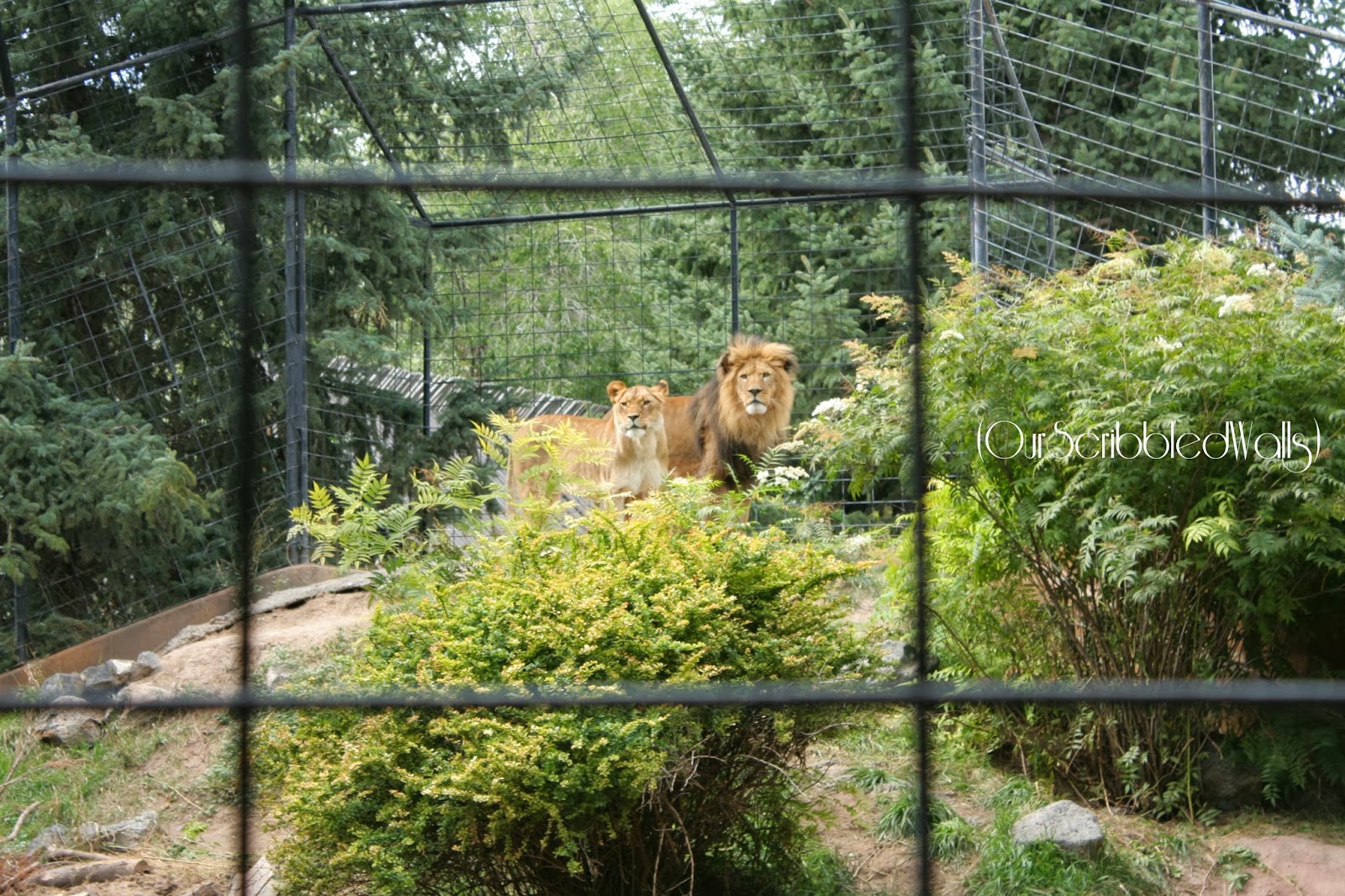 Our Scribbled Walls: Potatoes, Zoos, and The General Relief Society Meeting