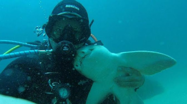 Kisah Persahabatan Antara Manusia dan Hiu Ganas - Dunia Satwa