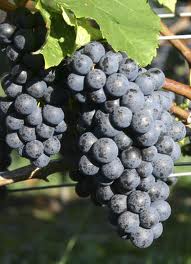 Wild Walla Walla Wine Woman™: January 2012