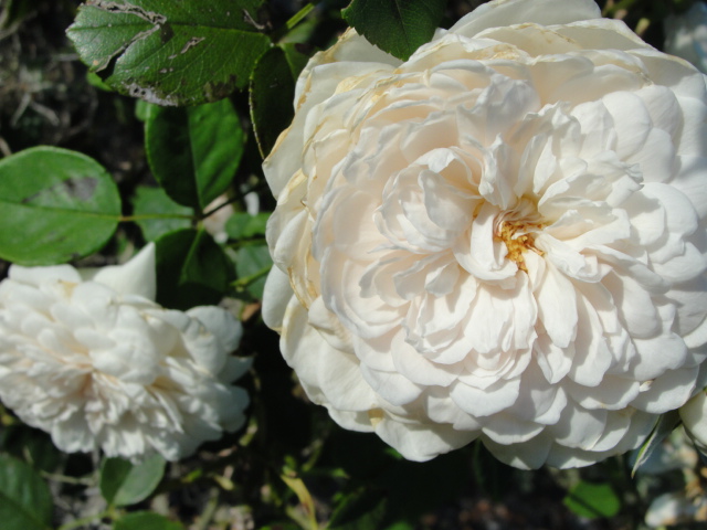 Simply Susan: So Long April...