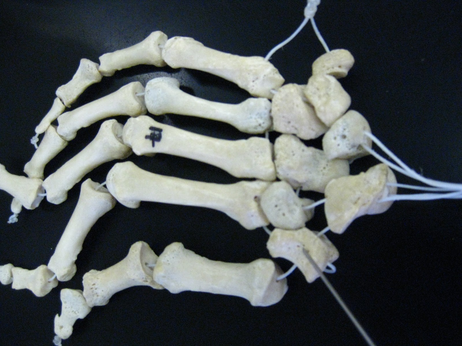 Boned: Human Skeleton - hand