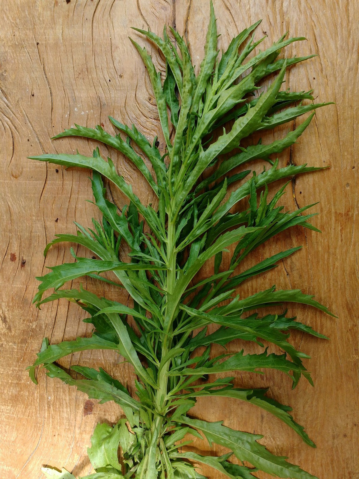 come-se: Conyza da jardineira. Ou buva.