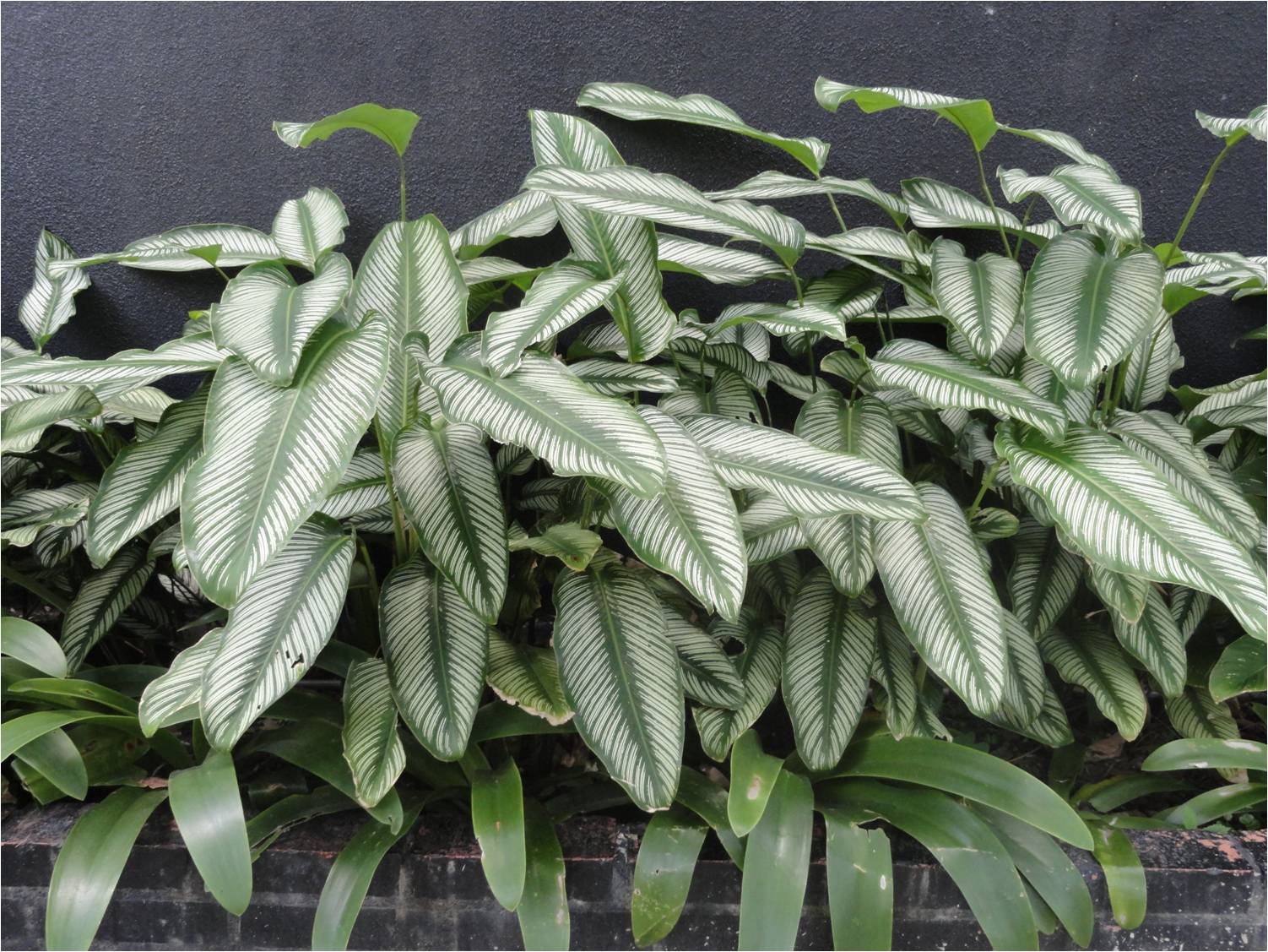 La Doctora De Las Plantas: Las plantas de follaje vistoso son ...