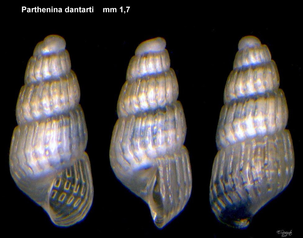 Parthenina - Alchetron, The Free Social Encyclopedia