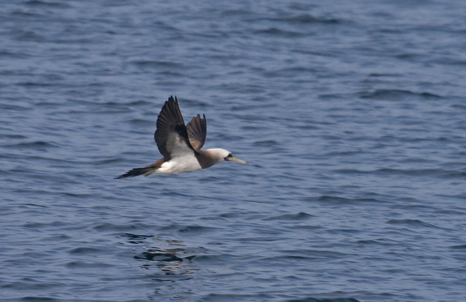 Brown Booby - Greg in San Diego