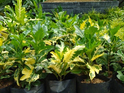 JUAL PURING TERANG BULAN | PURING JET KUNING | TANAMAN HIAS | JUAL ...